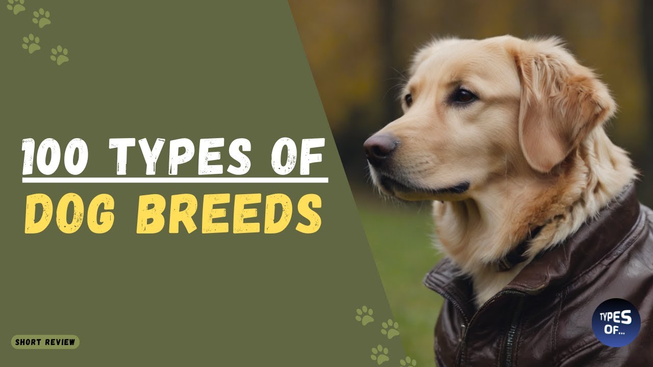 100 TYPES OF DOG BREEDS (Short Review) - YouTube