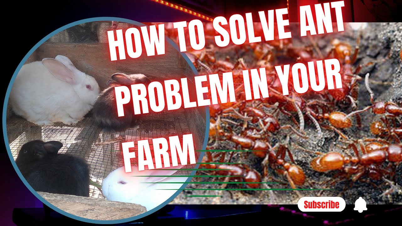 HOW TO SOLVE ANT INFESTATION IN YOUR FARM @scentfarms - YouTube