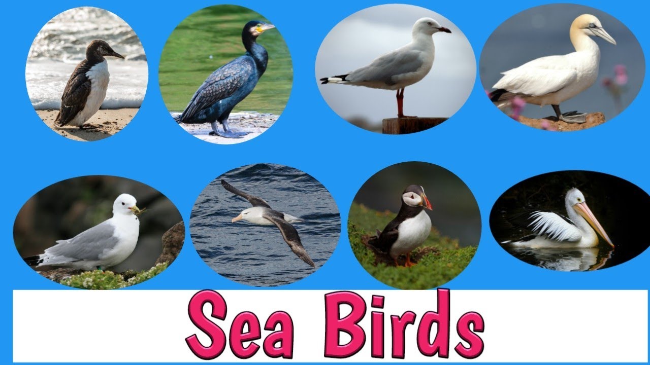 Name Of Sea Birds/Sea Birds - YouTube