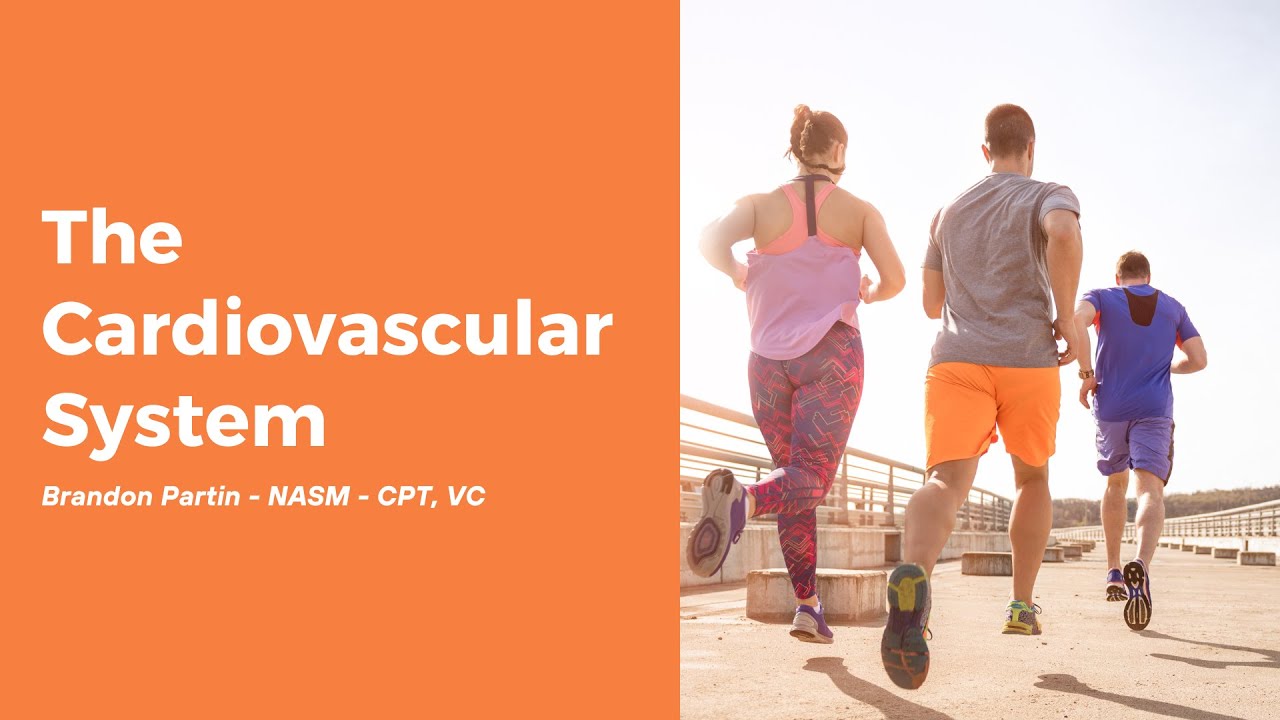 The Cardiovascular System - YouTube