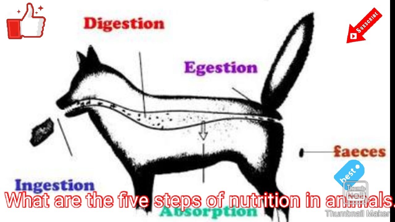 Five Steps Of Nutrition In Animals YouTube five-steps-of-nutrition-in-animals-youtube
