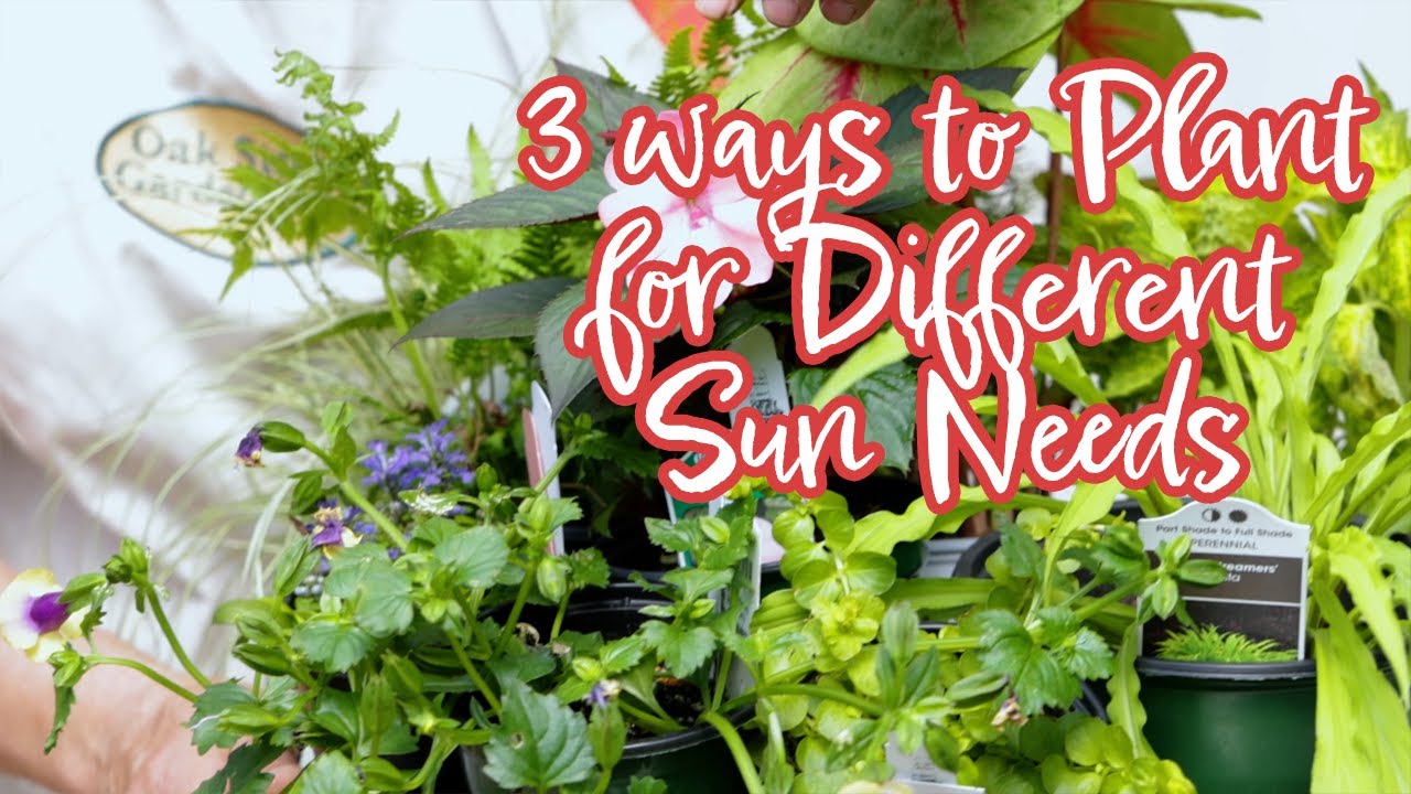 3 Ways to Plant for Different Sun Needs - YouTube