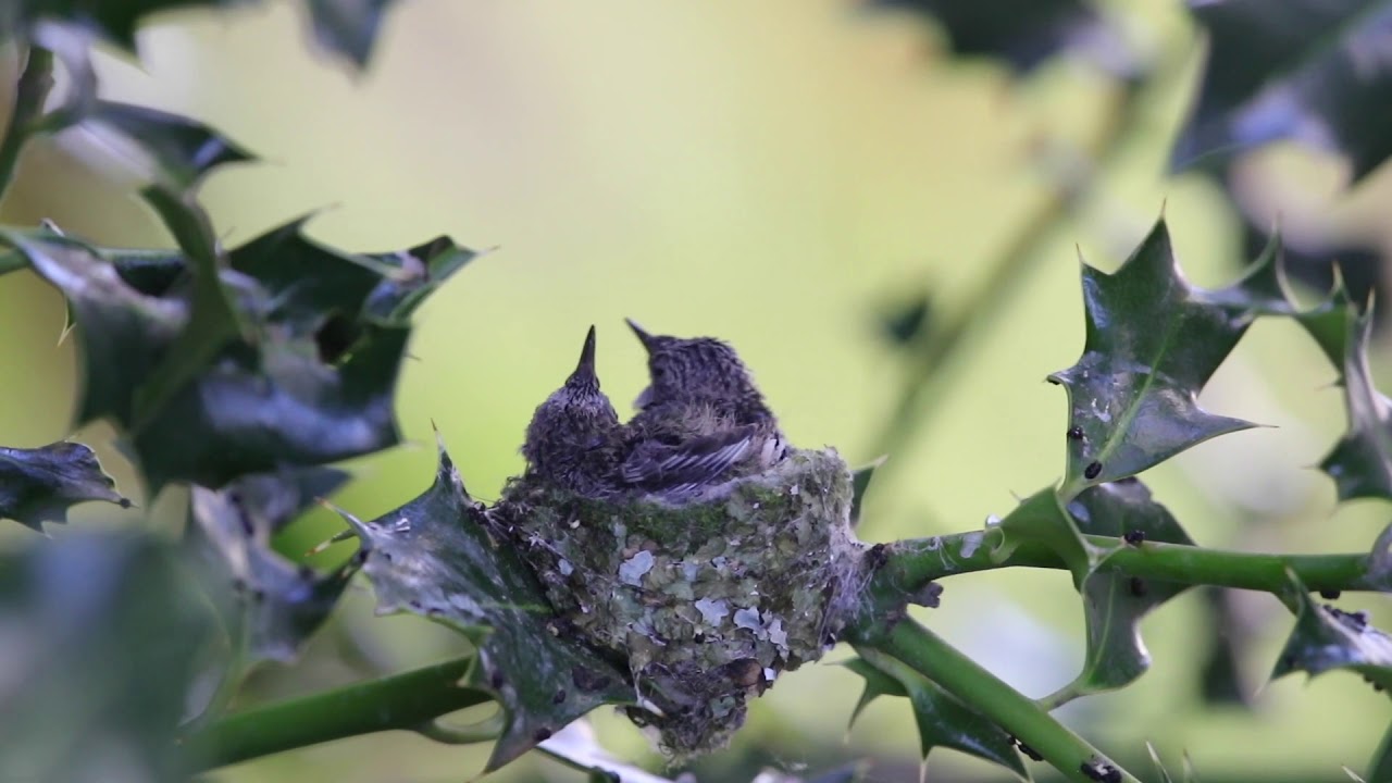 2 Week old HummingKids - YouTube