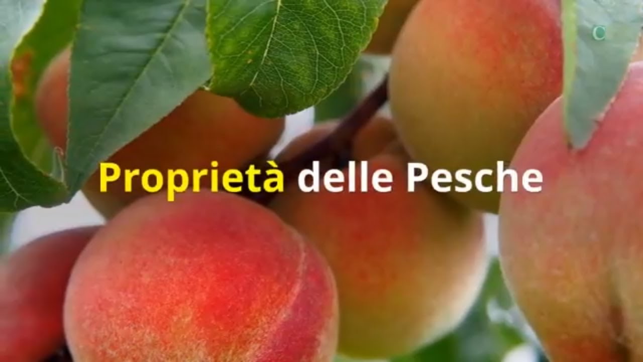 Le proprietà delle pesche - YouTube