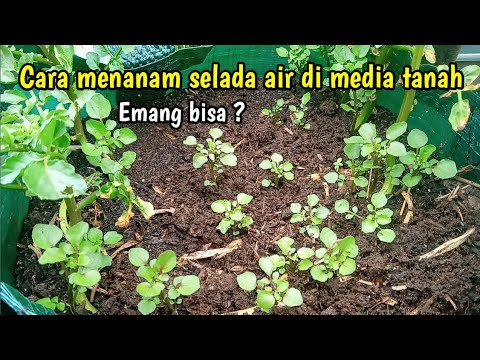 Menanam selada air di plenterbag|| Cara menanam selada air di tanah ...
