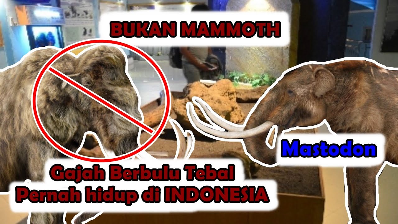 Gajah Berbulu Pernah Hidup di Indonesia‼️ Bukan Mammoth Tapi "MASTODON ...