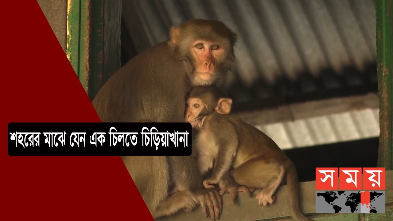 অযত্ন অবহেলায় পুরান ঢাকার বানর | Monkey in Dhaka | Somoy TV - YouTube