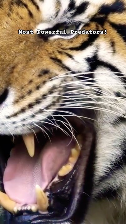 Tiger: Most Powerful Predators In The Animal Kingdom #wildanimal #shorts - YouTube