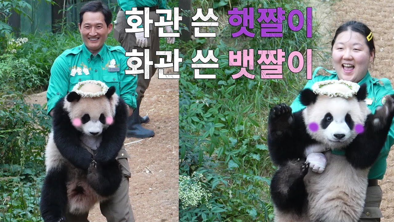 클로버 화관 쓴 루이바오 후이바오 퇴근 🐼🐼 금손 송바오님 💜💗오바오님의 후진하는 센스 후이바오 화관 Youtube