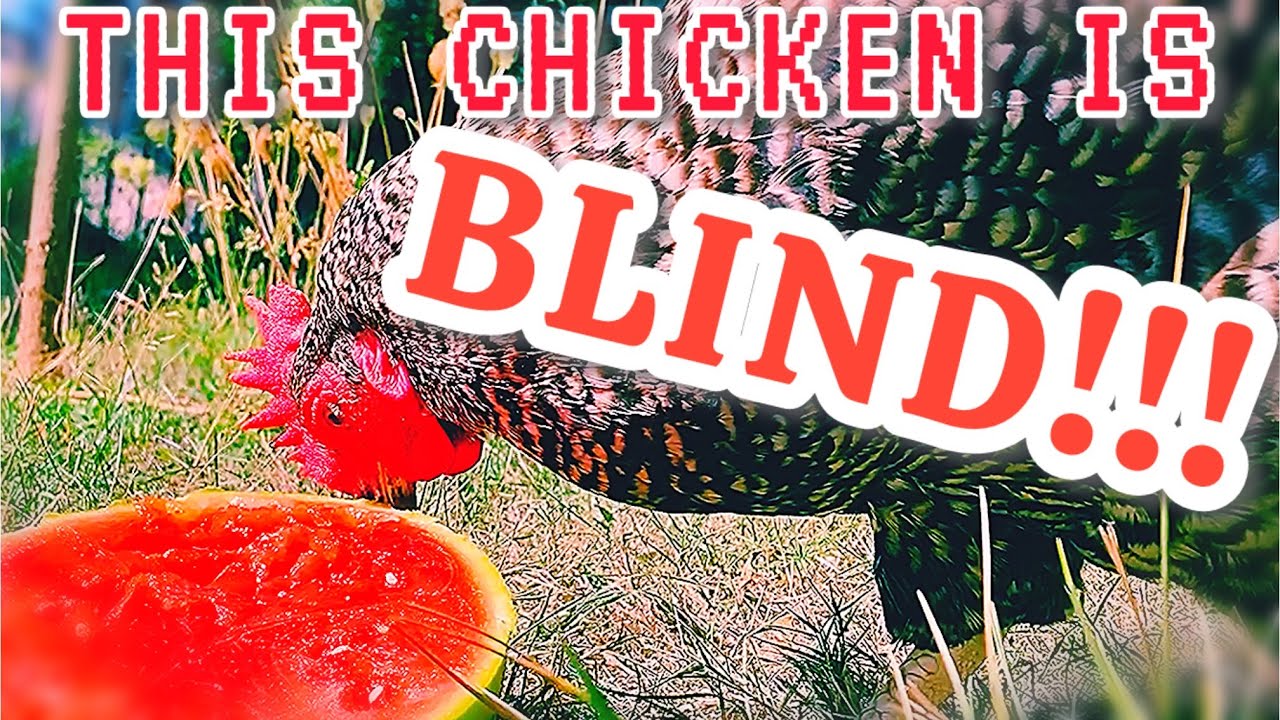 How a BLIND chicken eats!! 😱 - YouTube