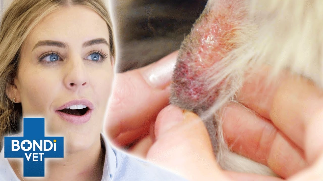Will Vet Pop Cyst On Dog s Neck Bondi Vet YouTube will-vet-pop-cyst-on-dog-s-neck-bondi-vet-youtube