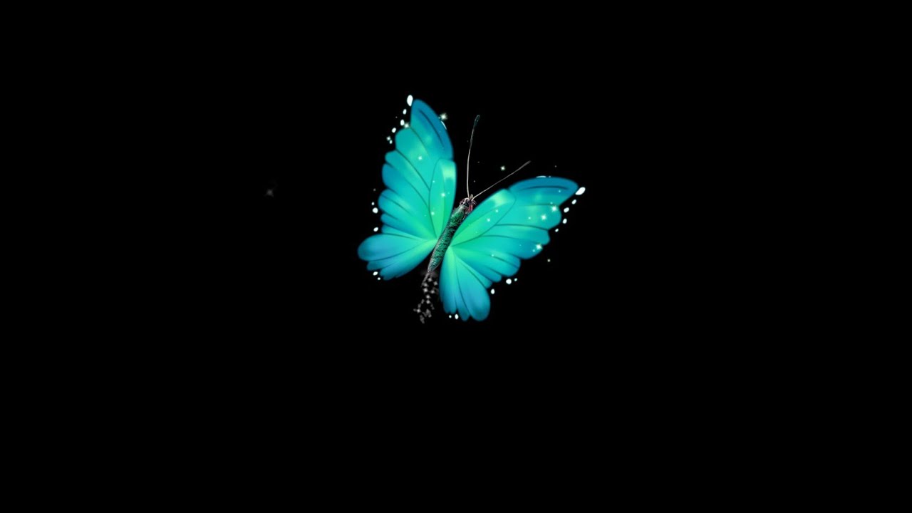 Blue butterfly effect black screen video | Black screen butterfly ...