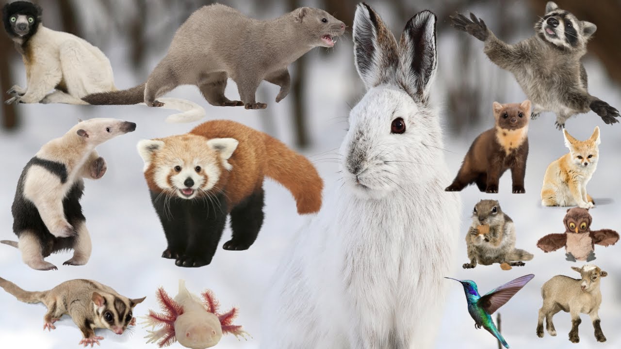 50 of the Cutest Animals in the World That Will Make You Say Aww # ...