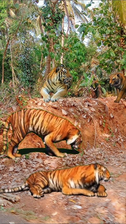 দেখুন বাঘে কিভাবে শিকার করে দলবেঁধে শিকার খাচ্ছে 🐅🐅🐅 - YouTube