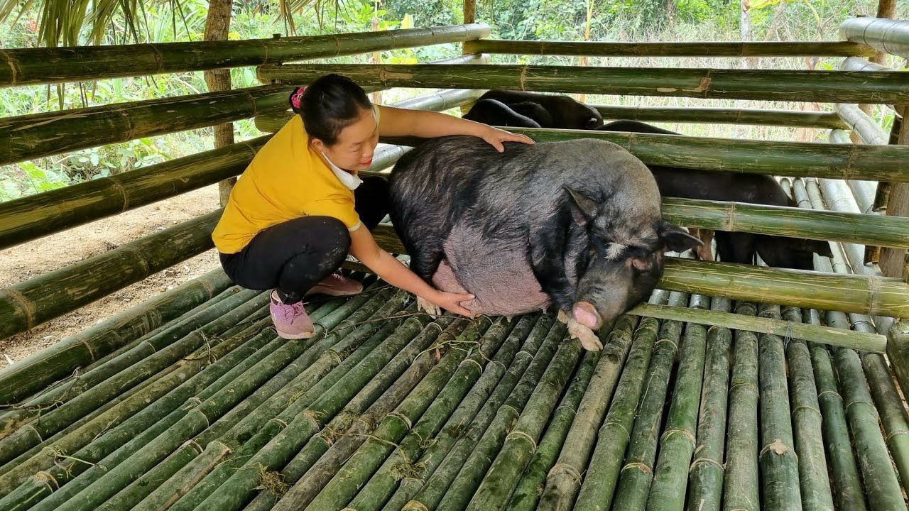 Building a Cabin House for Pigs | Prepare the barn for Mating and ...