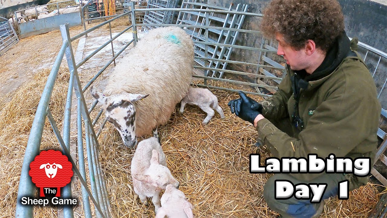 LAMBING 2021 HAS STARTED... 4 days early! | Vlog 1 - Lambing 2021 - YouTube