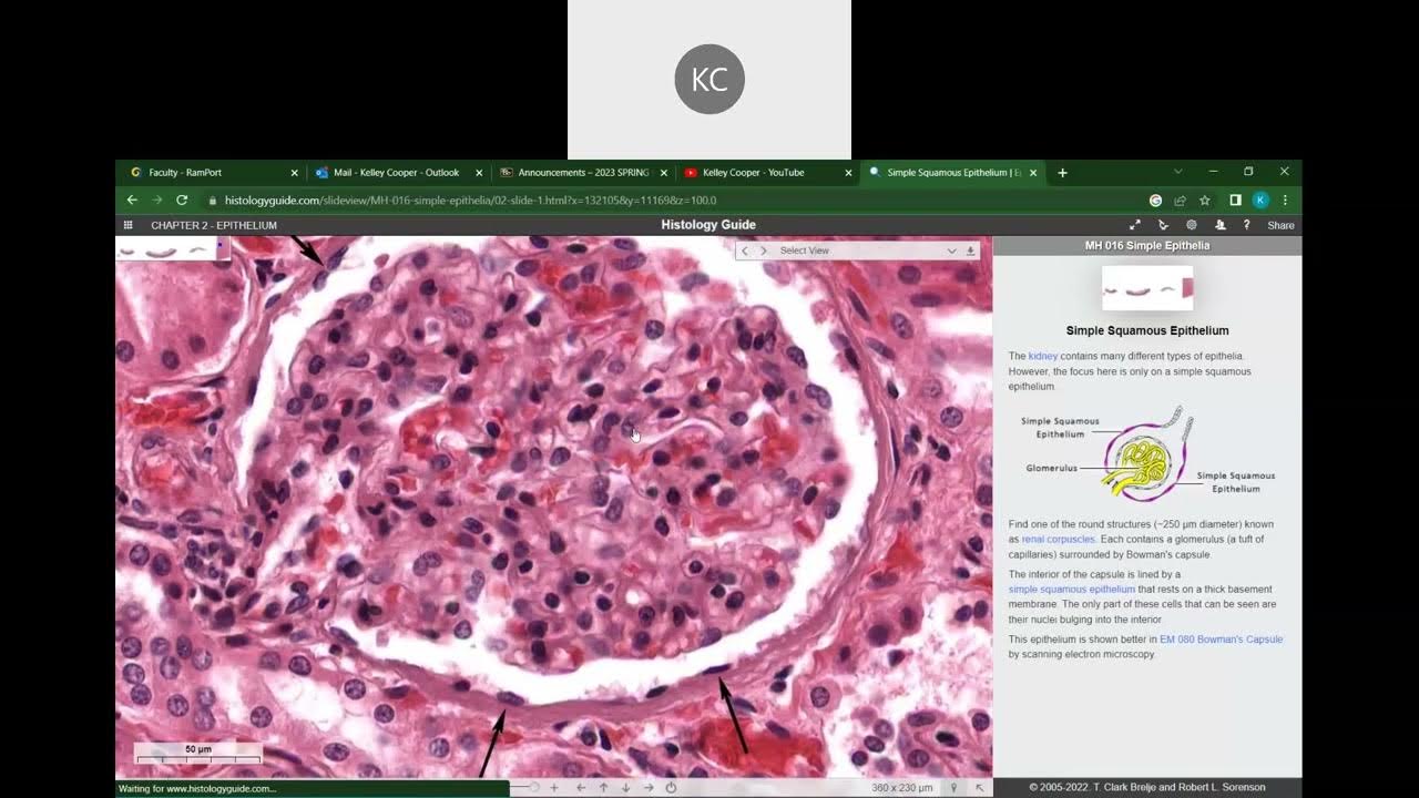 Epithelial Tissues | Histology Guide Introduction - YouTube