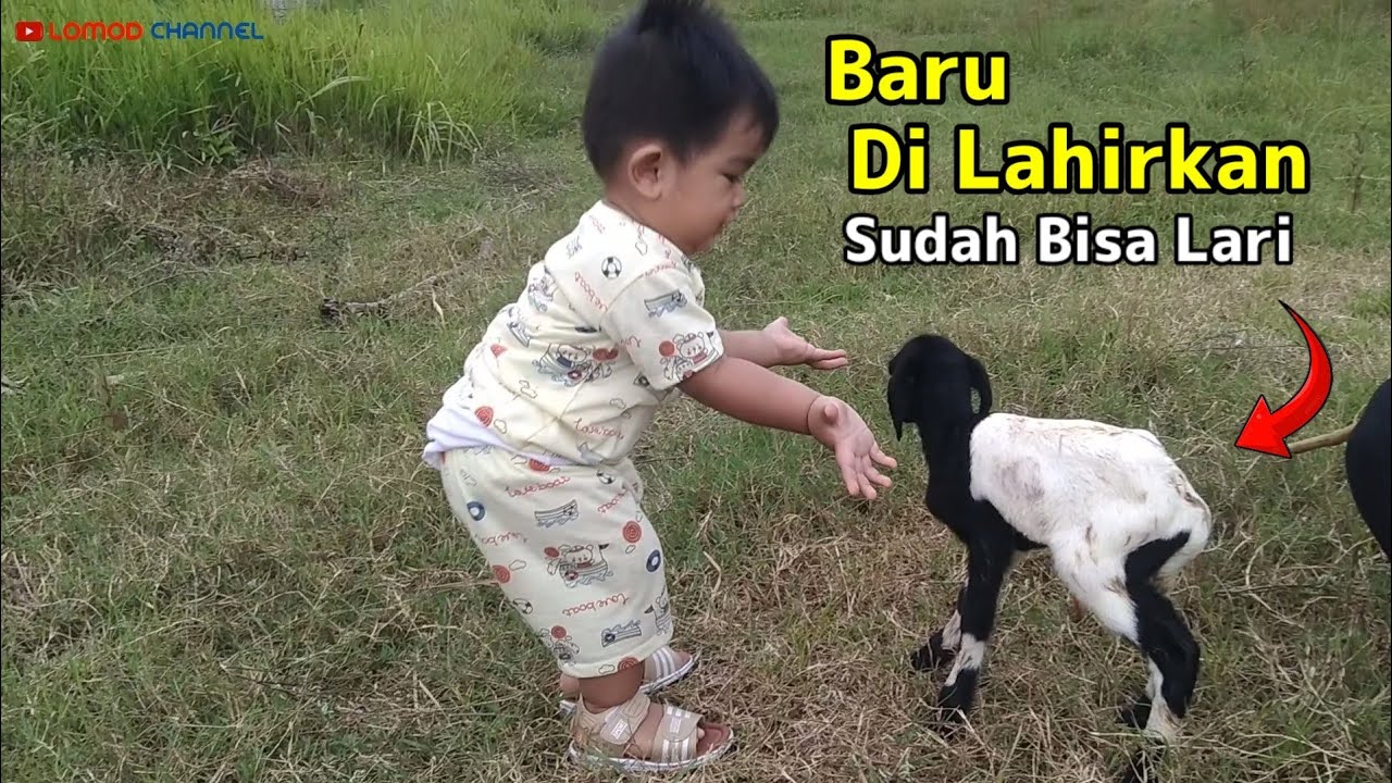 baru tau!! ternyata kambing baru di lahirkan sudah bisa lari. - YouTube