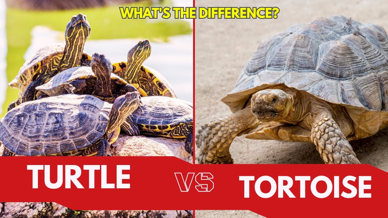 Turtles vs. Tortoises: What’s the Difference? 🐢🌍 - YouTube