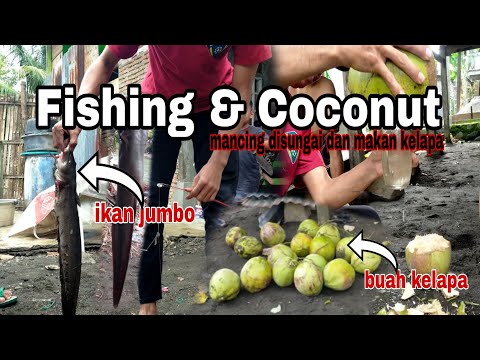 Fishing & Coconut / mancing ikan sembilang dan makan buah kelapa.Strike ikan ukuran Jumbo