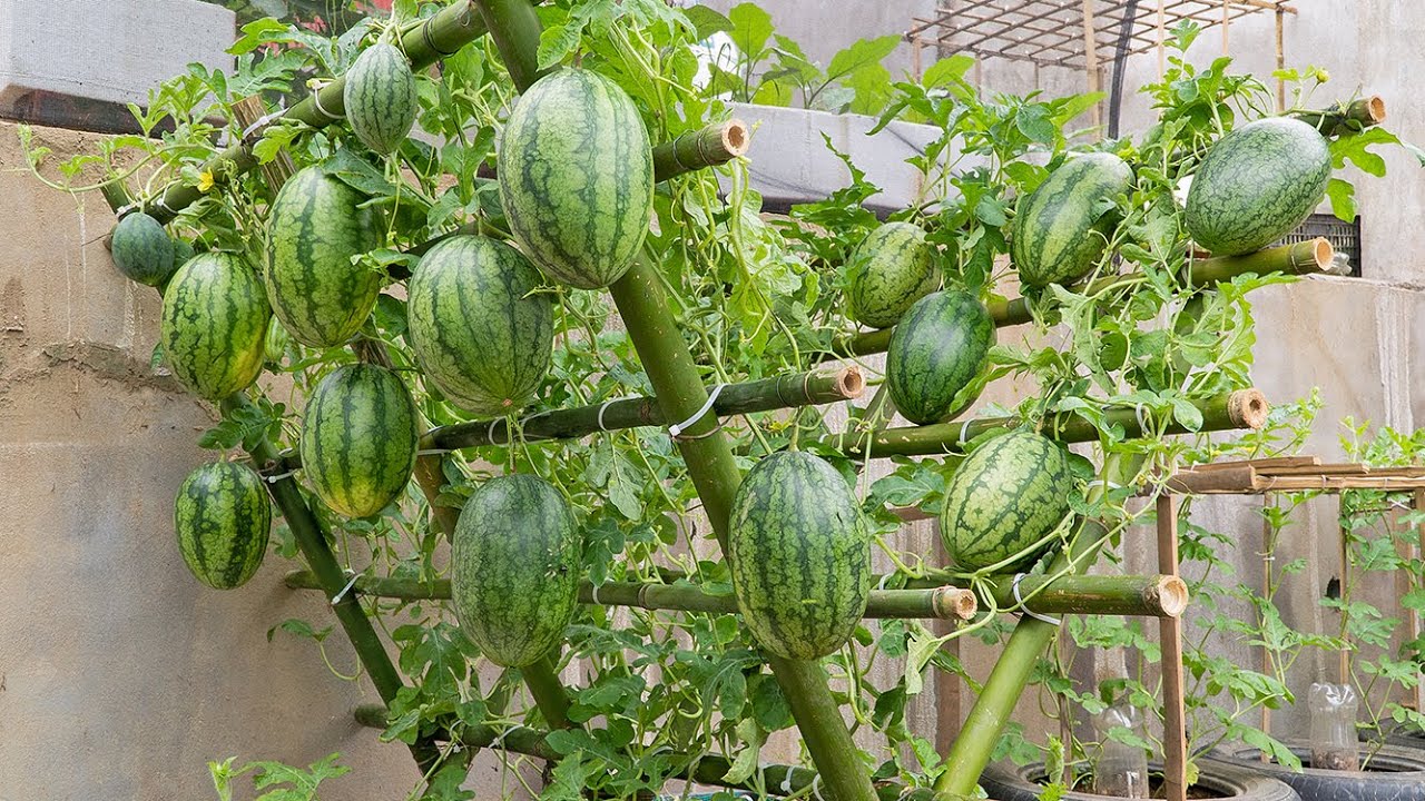 Growing Watermelon At Home, Easy method but extremely high yield - YouTube