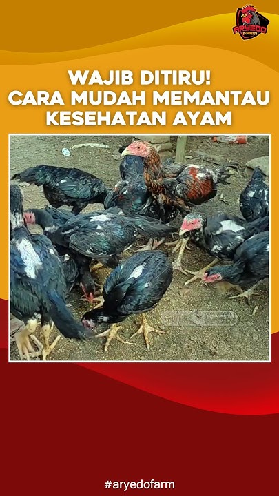Wajib Ditiru! Cara Mudah Memantau Kesehatan Ayam - YouTube