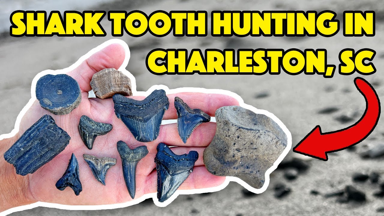 Shark Tooth Hunting the Carolinas: Charleston, SC - YouTube