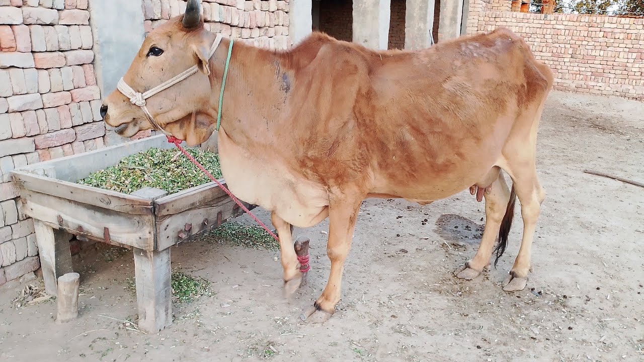 Most Beautiful and cute Cow eating foods enjoy evening by beautiful ...
