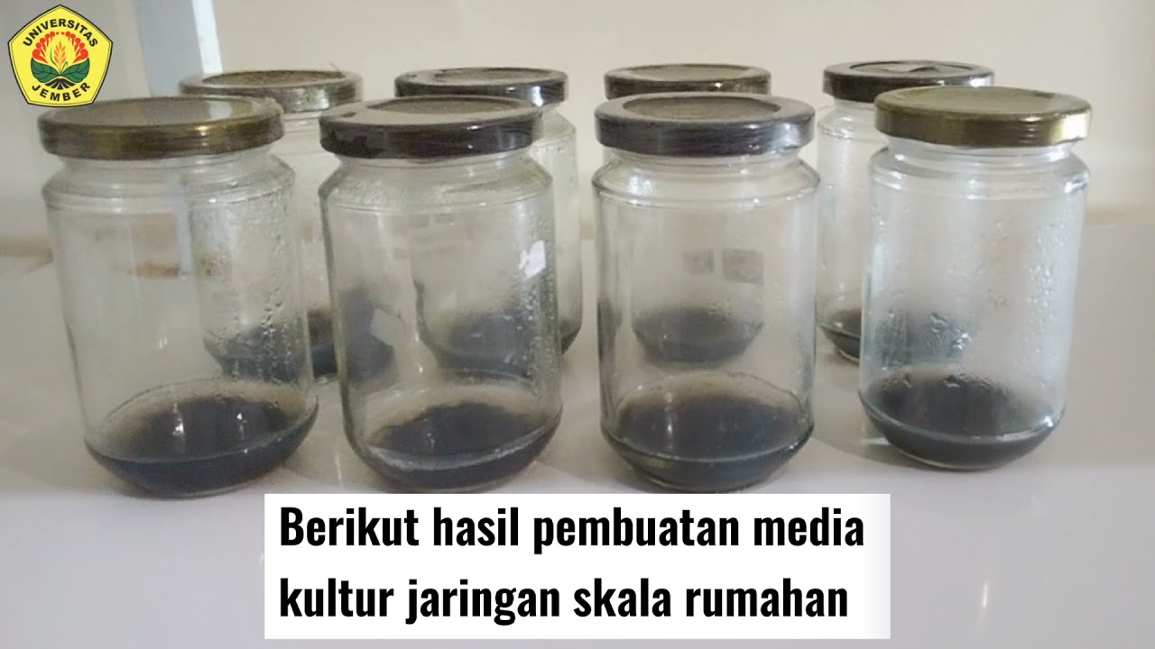 Kultur Jaringan Anggrek Skala Rumahan - YouTube