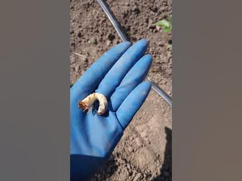 Захист клубники від личинки майського жука. - YouTube