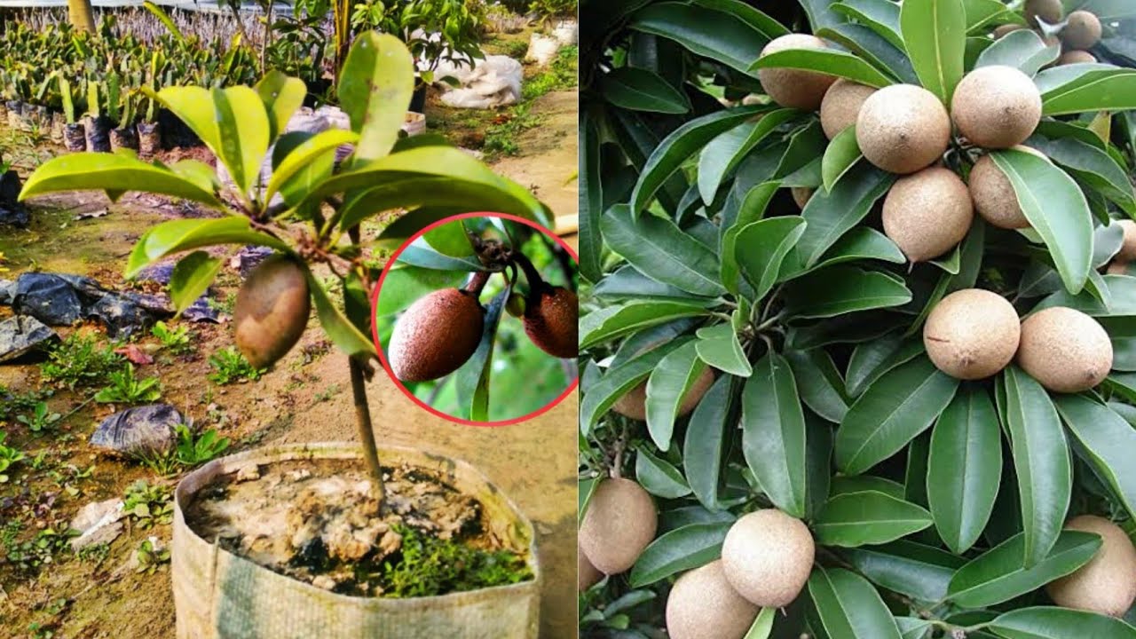 HOW TO PLANTATION THAILAND CHIKKO SUCCESSFULL//CHIKKO LIVE PLANT ...