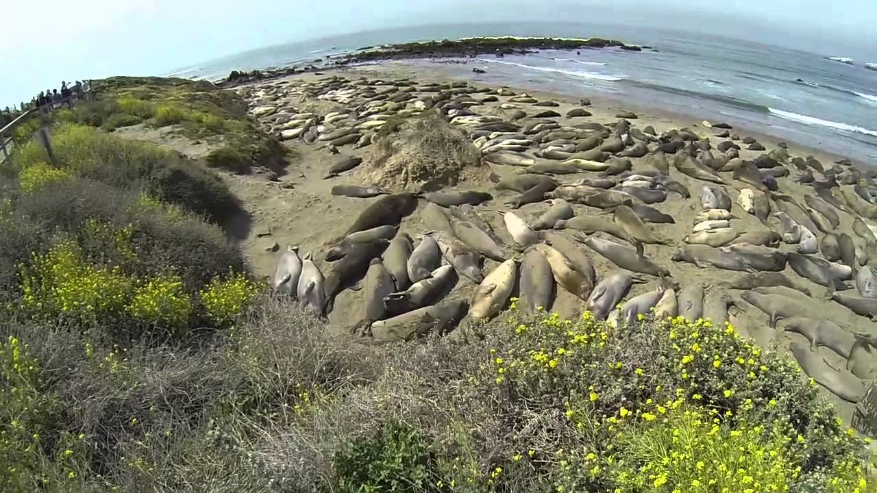 Seals on the Pacific Coast Highway - YouTube