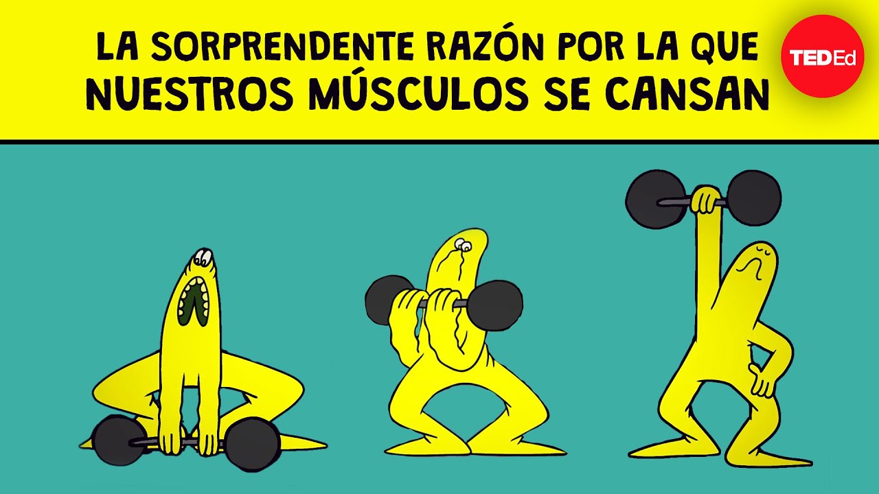 La sorprendente razón por la que nuestros músculos se cansan ...