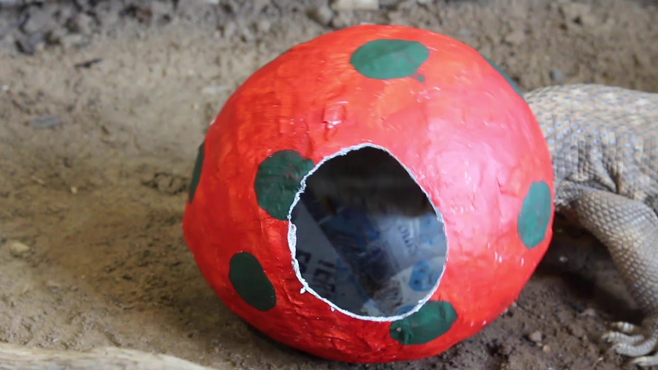 Easter Animal Antics - YouTube