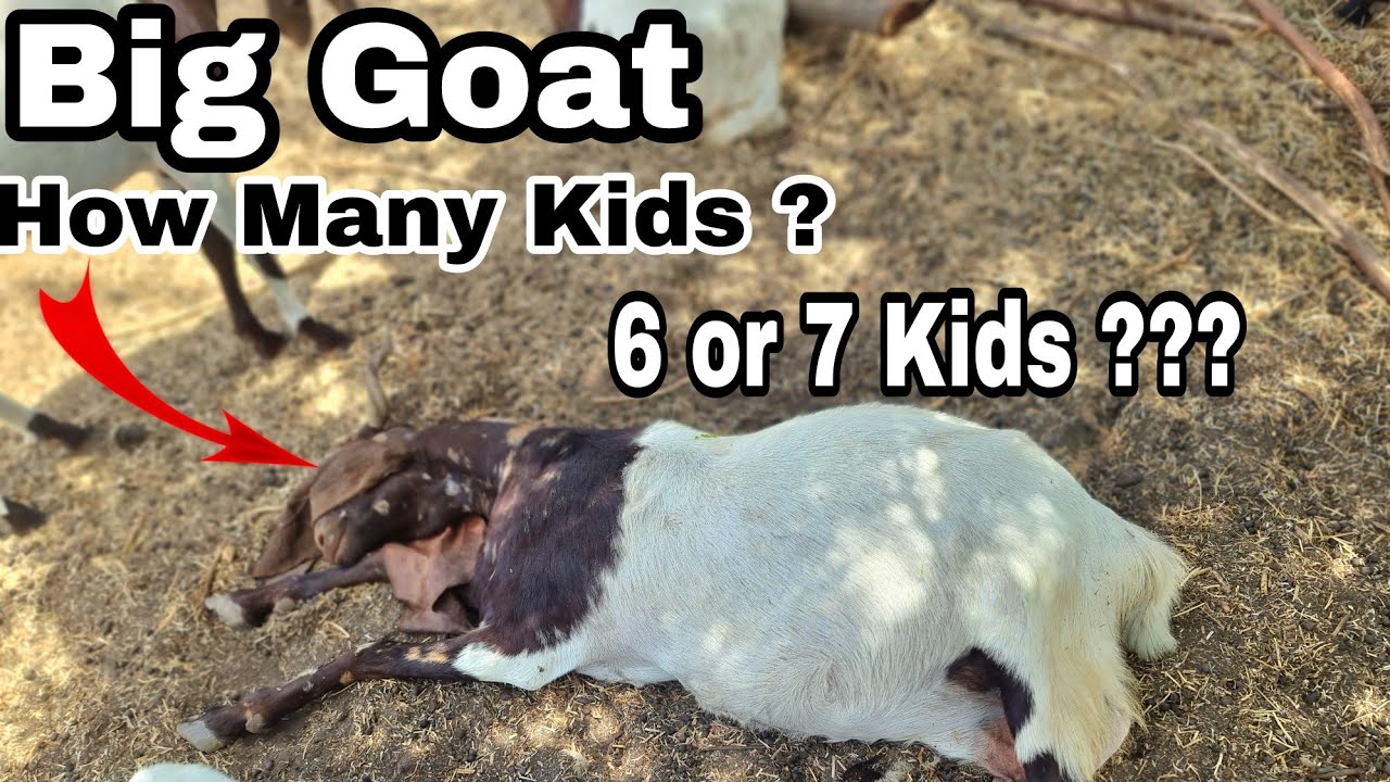 Giant Pateri Goat Breed | Documentary - YouTube