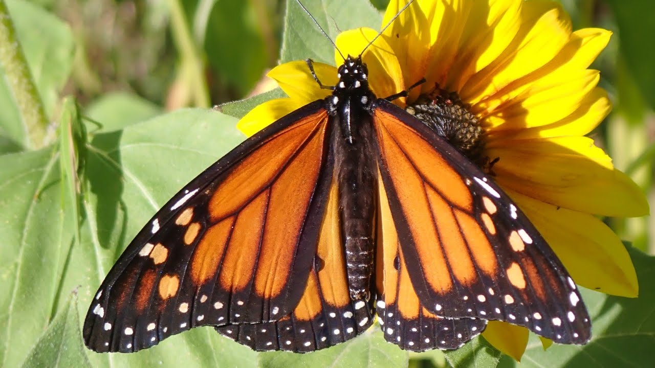 Monarchvlinder/Monarch butterfly (Danaus plexippus) - YouTube
