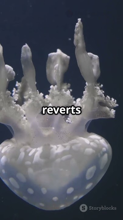 Top 10 Weird Animal Facts You Won't Believe! - YouTube