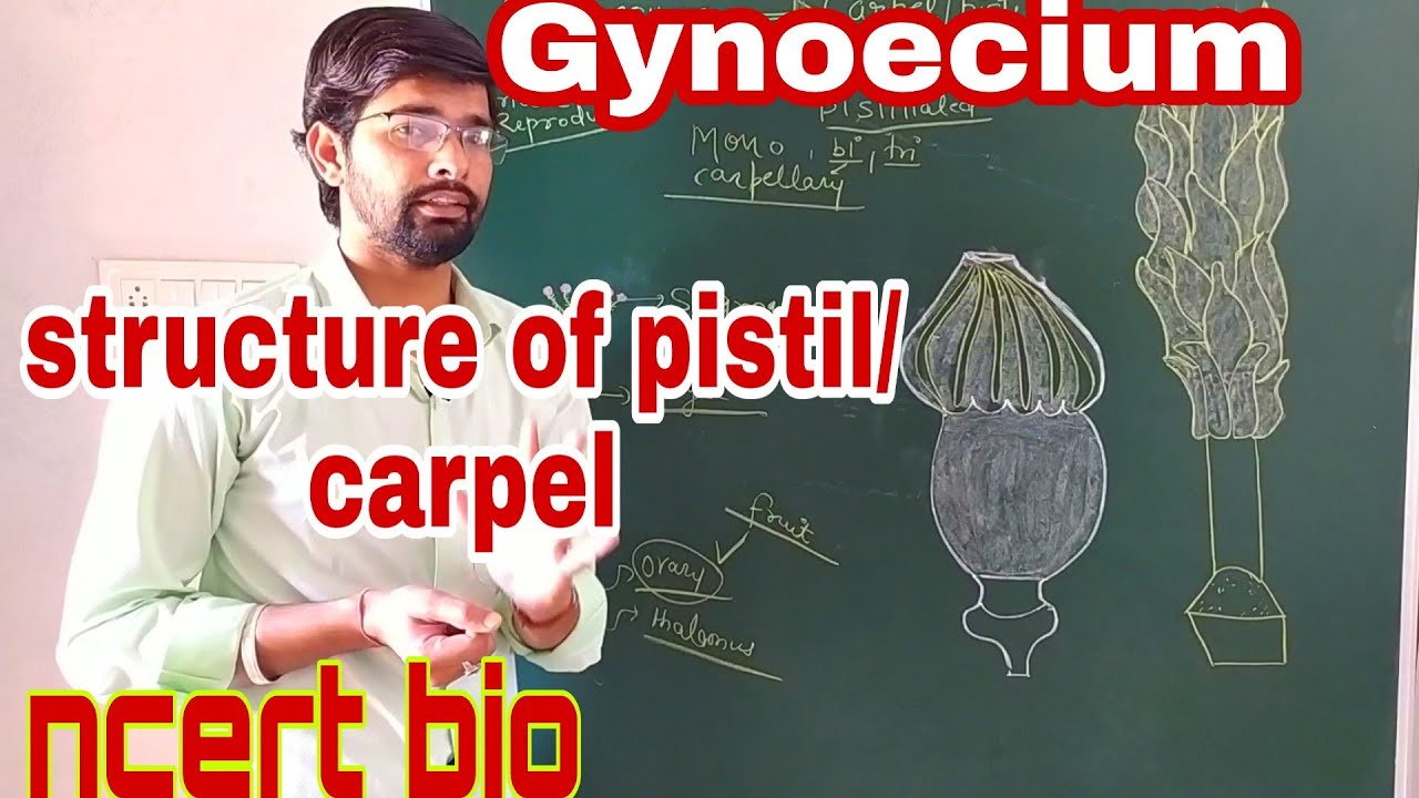 Structure of pistil / Carpel( an unit of Gynoecium) in sexual ...