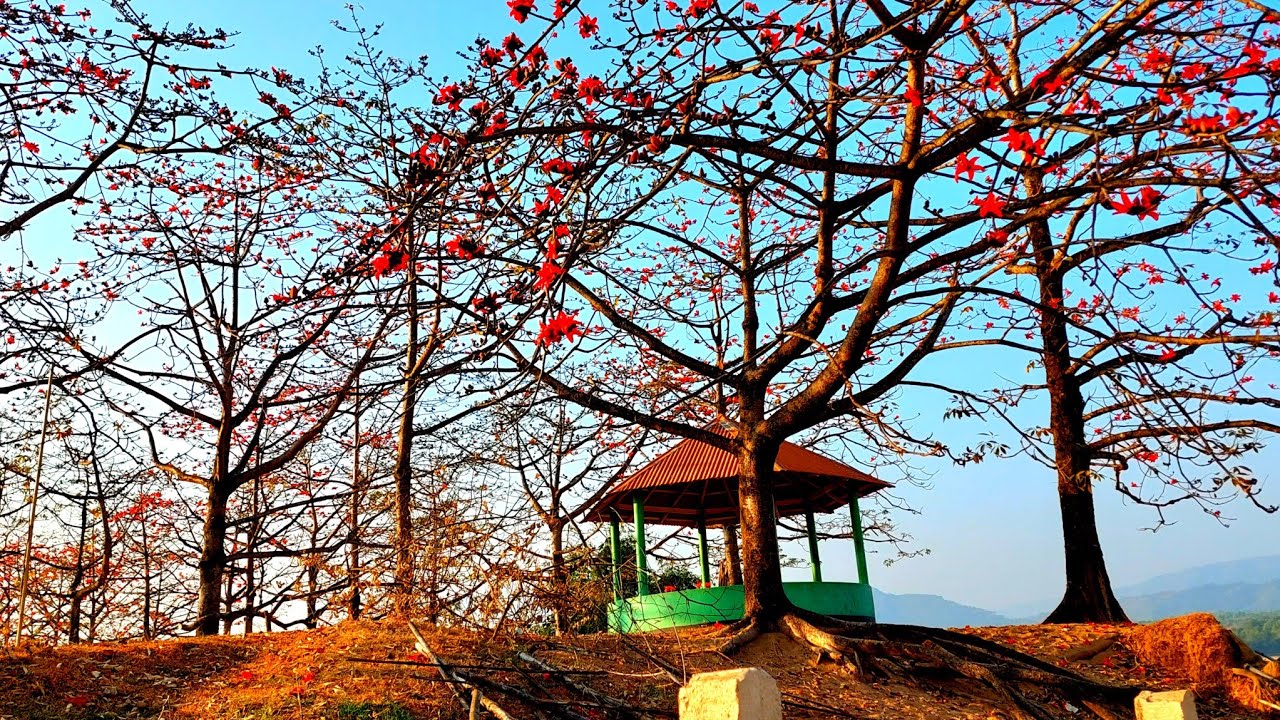 the beautiful shimul bagan অসাধারন শিমুল বাগান - YouTube