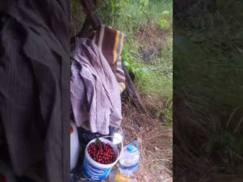 kiraz toplama ve yağmur 2018