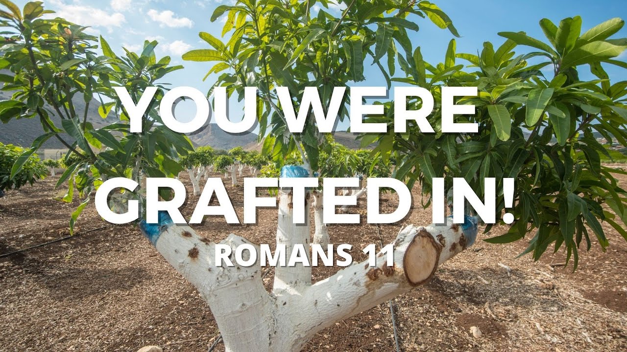 YOU WERE GRAFTED IN! 🌳 GOD IS BOTH KIND AND SEVERE! ROMANS 11 - YouTube