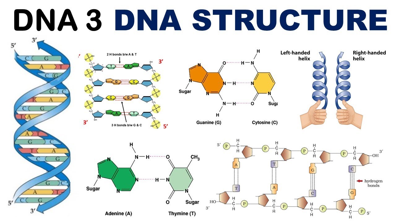 DNA Structure | Double Helical Model | DNA Denaturation | Chargaff Rule ...