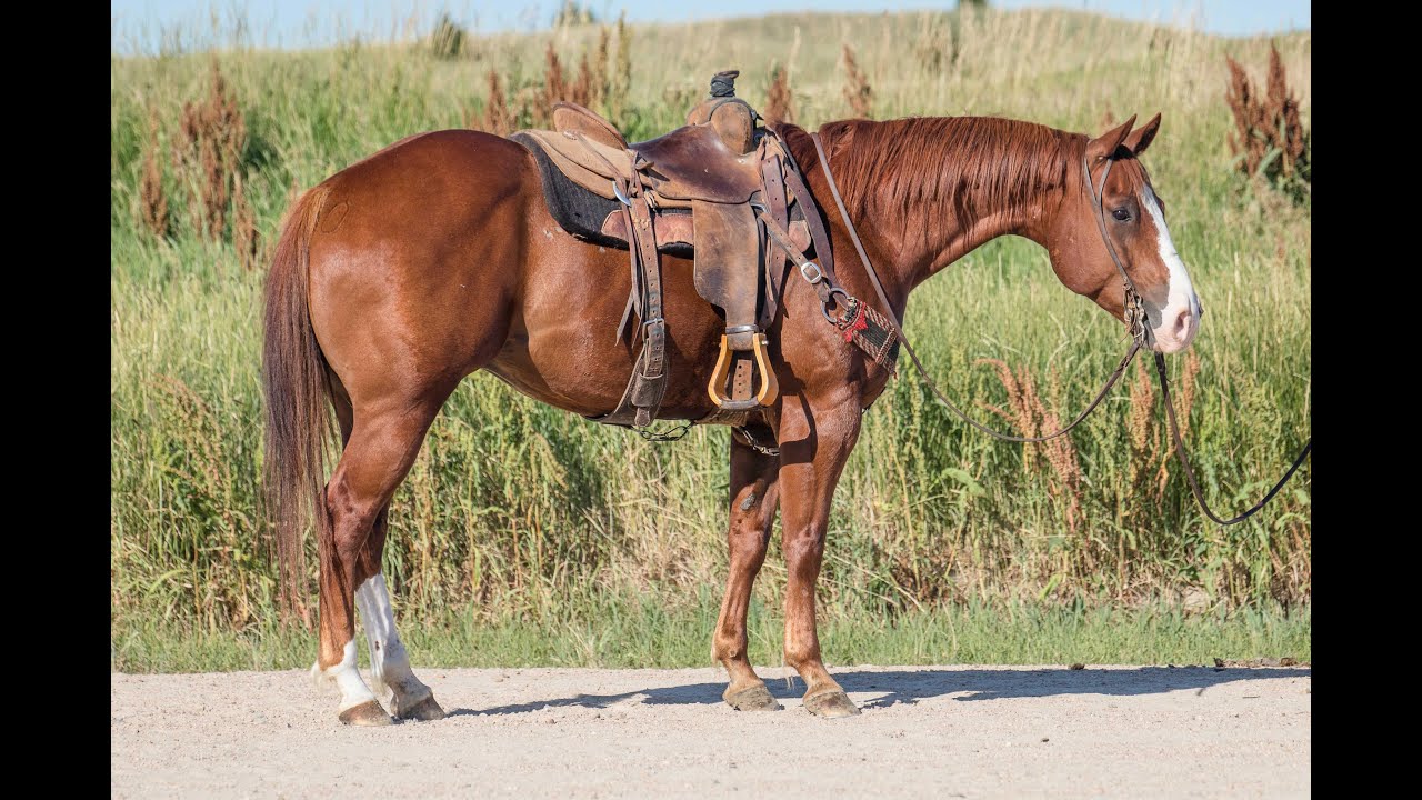 🔹Lot 365 WATCH THE JOE SHOW🔹 💥Pitzer Ranch 2022 Fall Sale💥 - YouTube