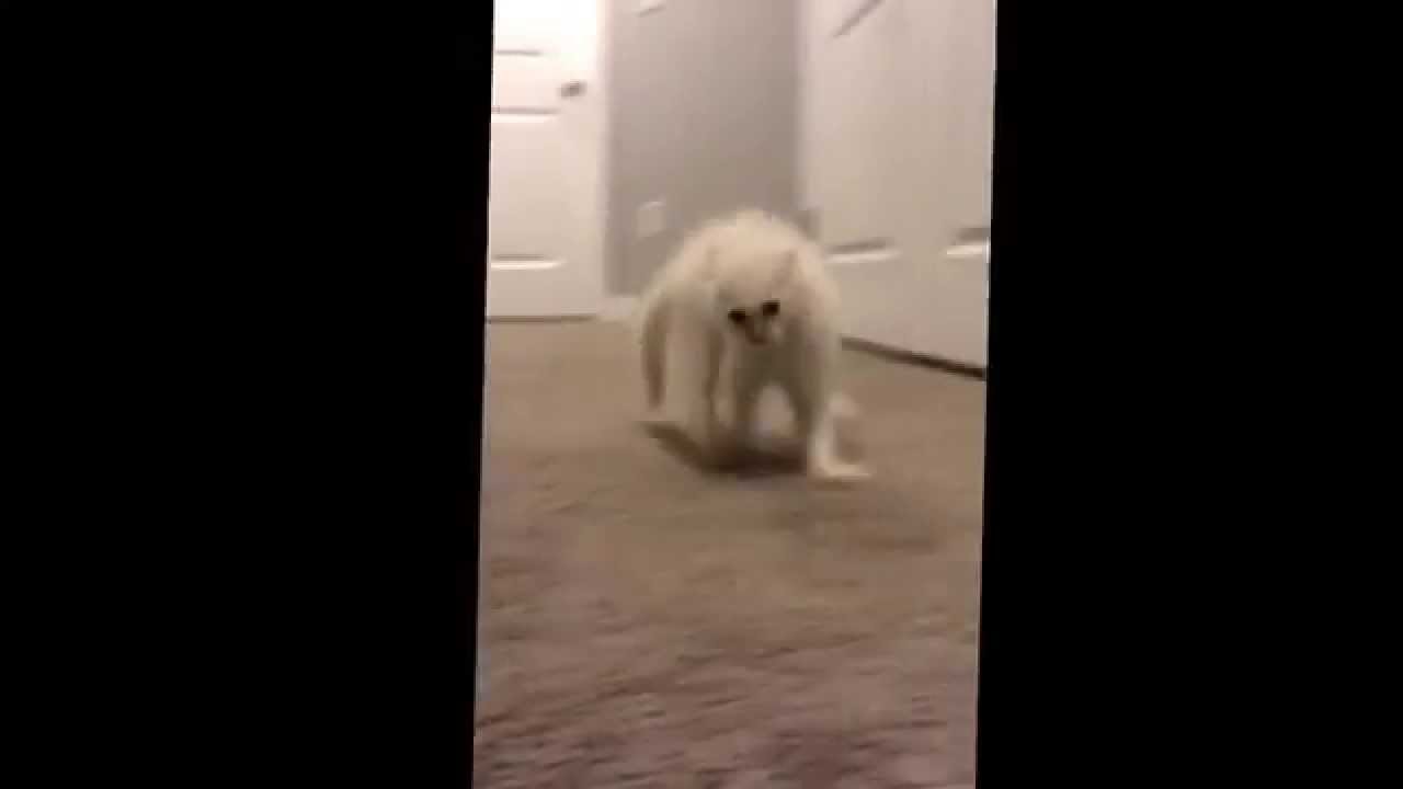 Mowgli The Spaz Cat - Runs Into the Wall - YouTube