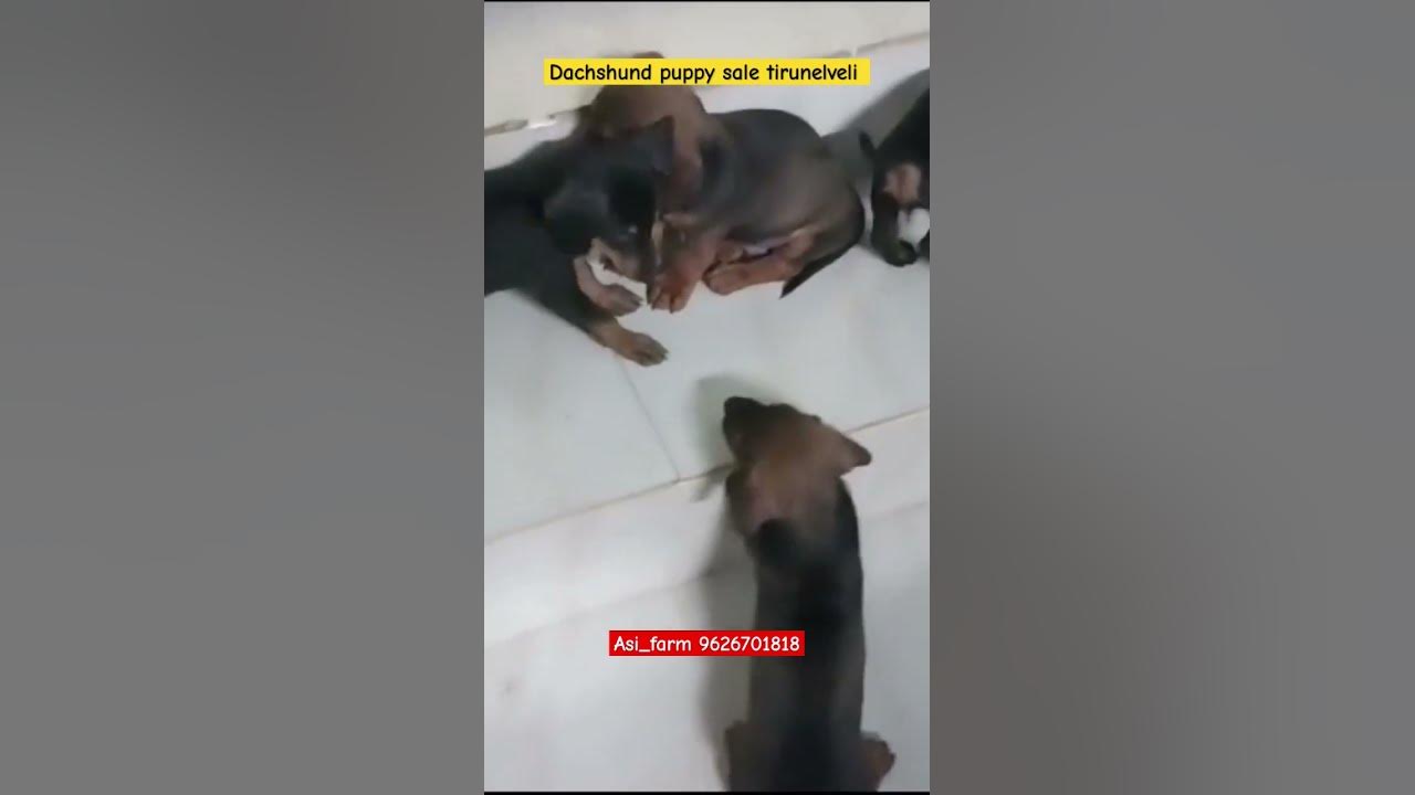 dashhound puppy sale 9626701818#dashhount#rajapalayamdog #rajapalayam ppuppy - YouTube