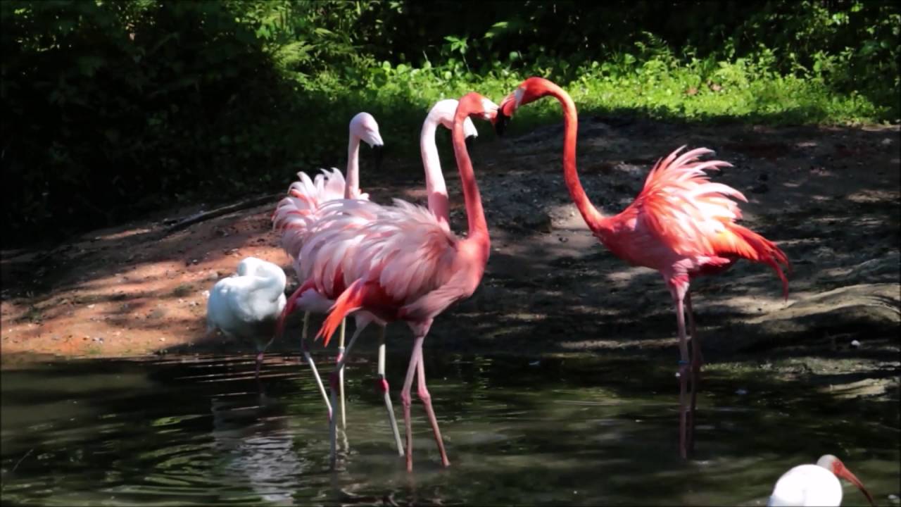 Fight Of The Flamingos - YouTube