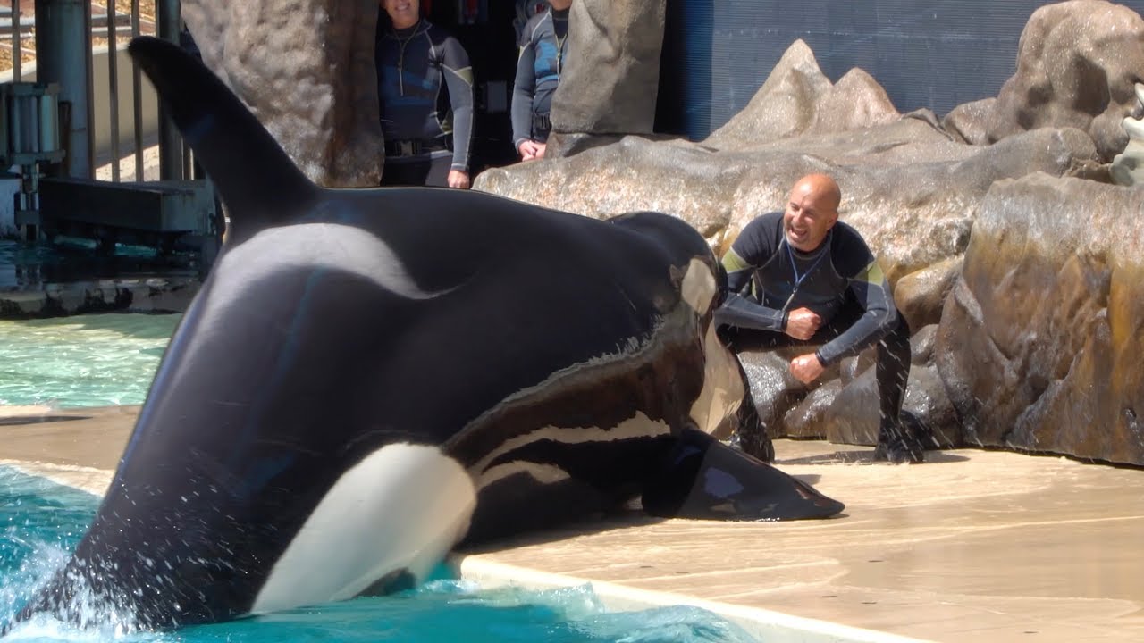 Nakai & Orkid - Orca Encounter (April 2019) - YouTube