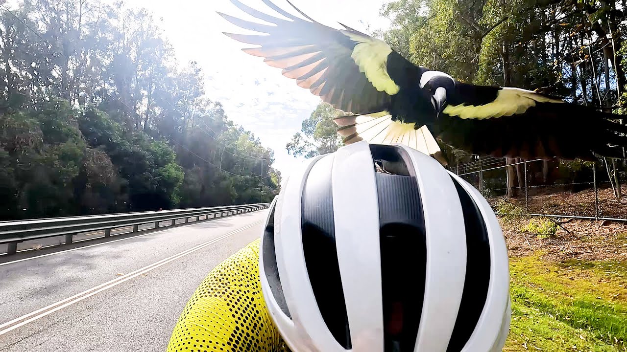 The bird did what ??? Swooping Season in Australia - YouTube