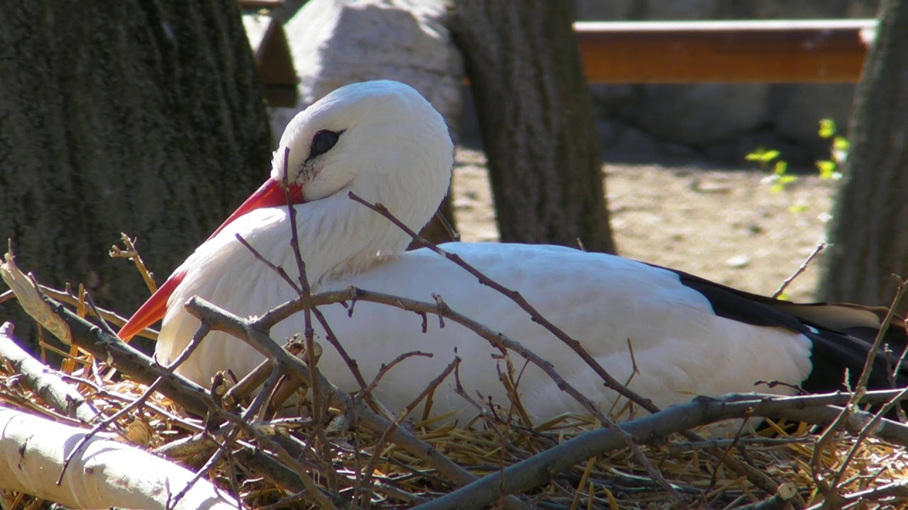 Bela roda - White Stork - Ciconia ciconia - YouTube