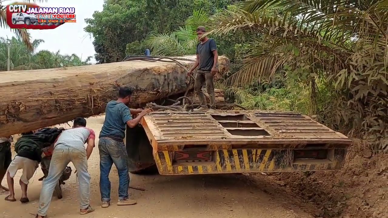 Truk Terado Pengangkut Kayu Jalur Harus Seperti Ini Saat Melewati ...